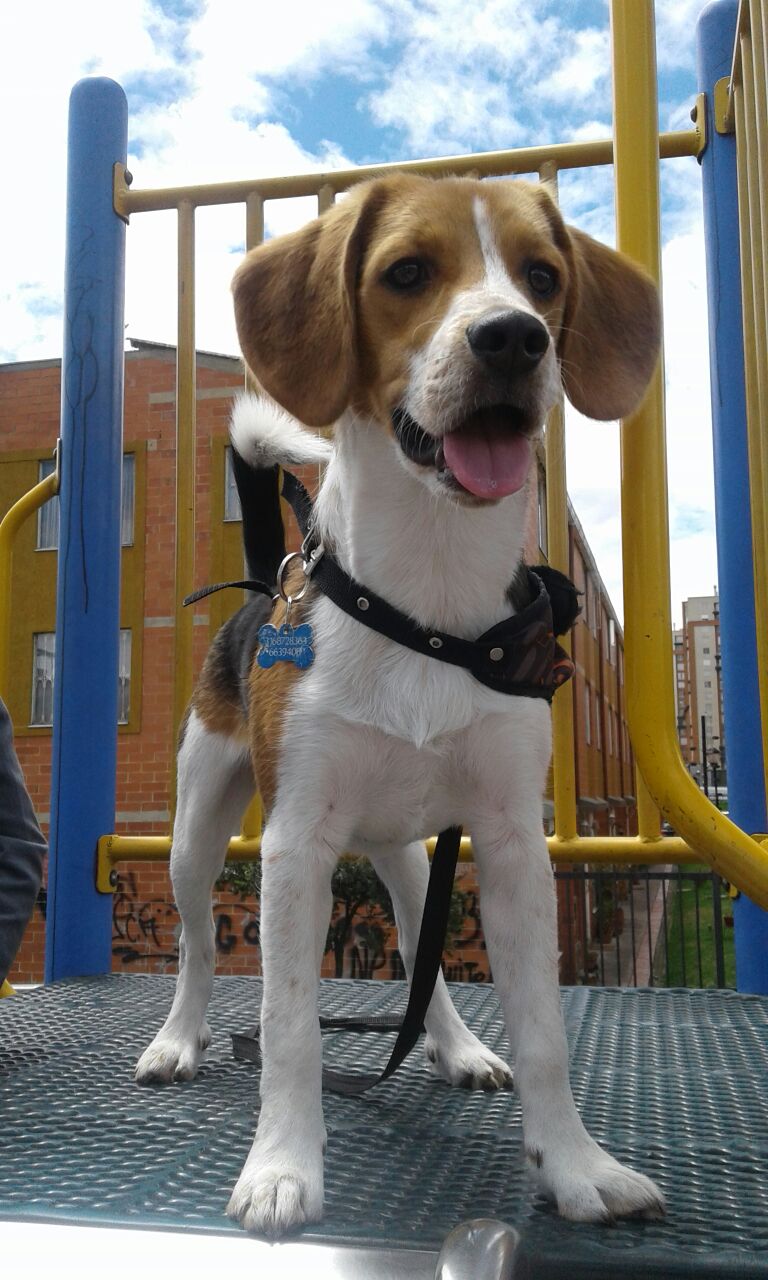 Servicios – Qoppa Pharma